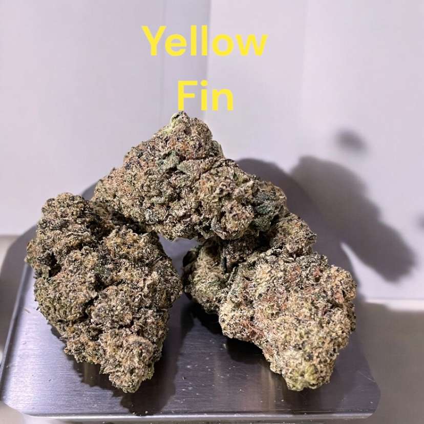 YELLOW FIN 3.5g HYBRID 35%THC On SALE 🔥🔥 - Green Therapy NYC
